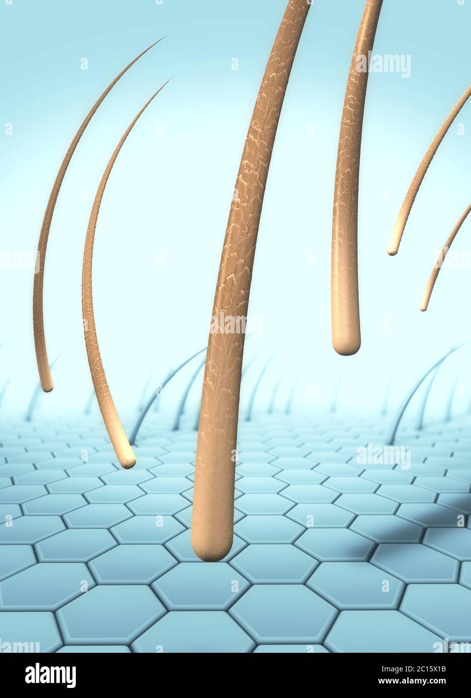 3d illustration of several falling hairs that detach from the skin ...