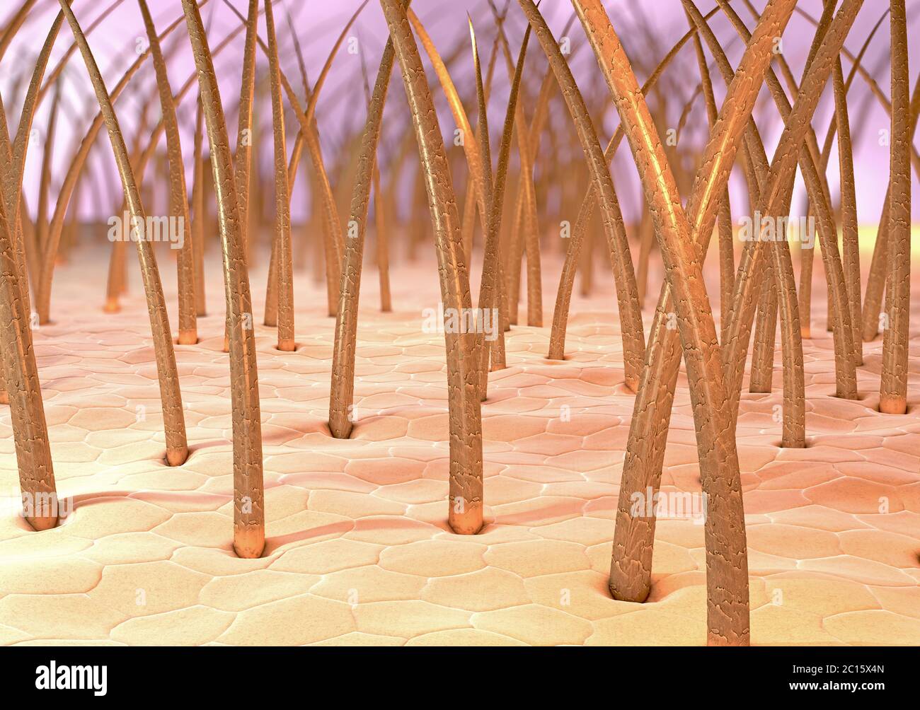 3d illustration of human brittle hair Stock Photo - Alamy