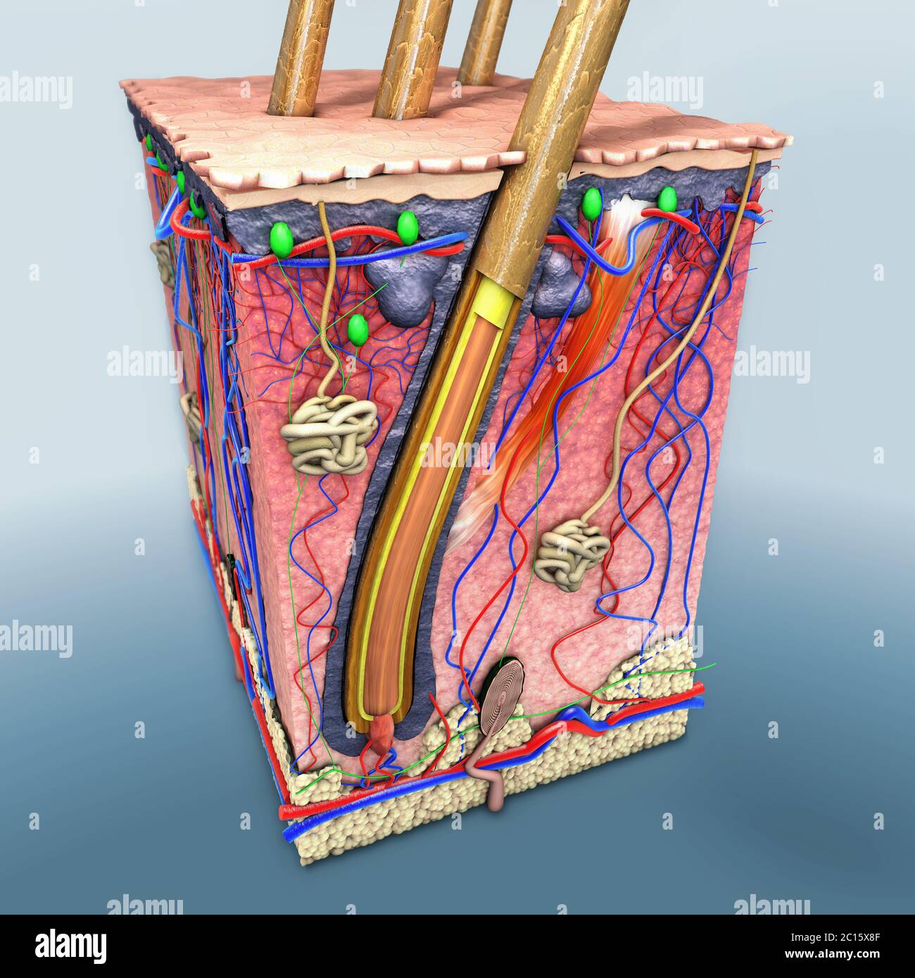 Skin part with a cross section of the human skin with hair follicle or ...