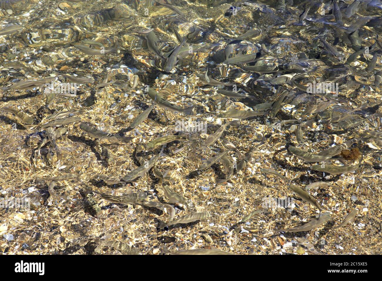 Aegean fish hi-res stock photography and images - Alamy