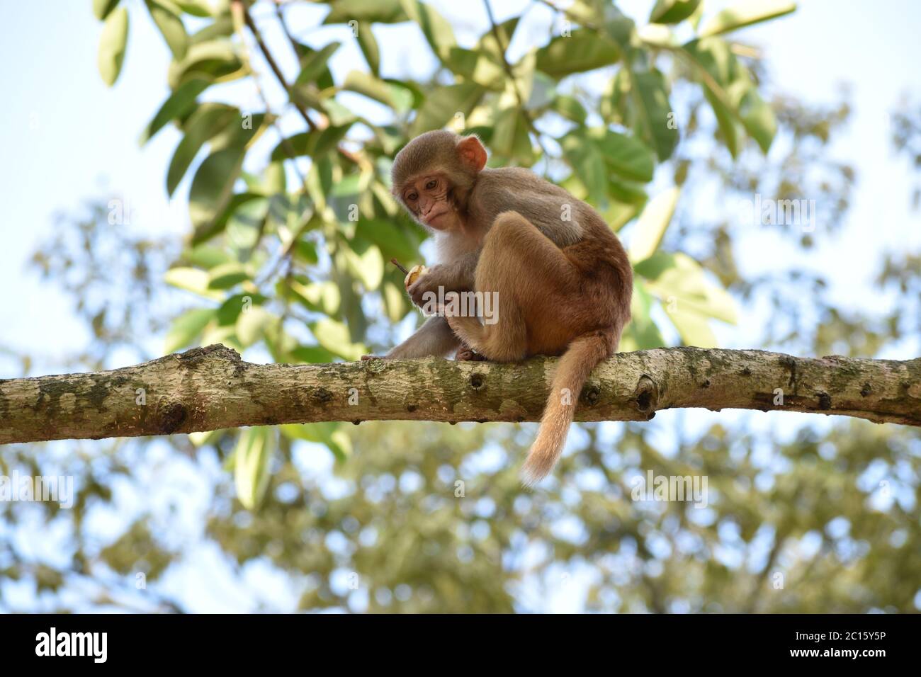 A wild Indian Macaque monkey Stock Photo - Alamy