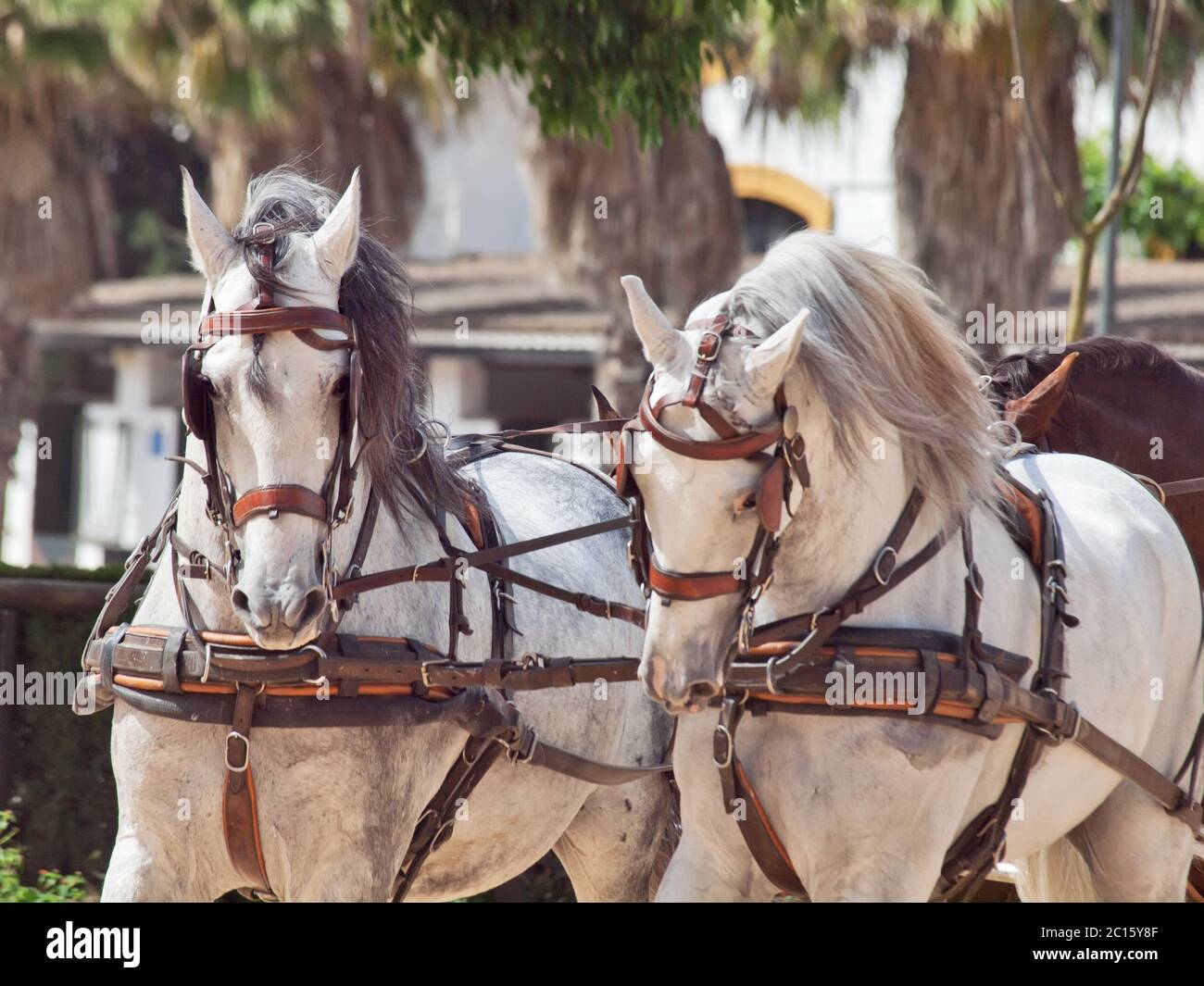 Andalusian purebred horses hi-res stock photography and images - Alamy