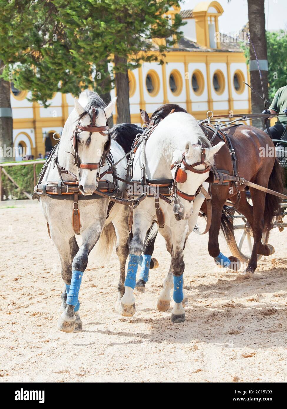 Jerez horses hi-res stock photography and images - Alamy