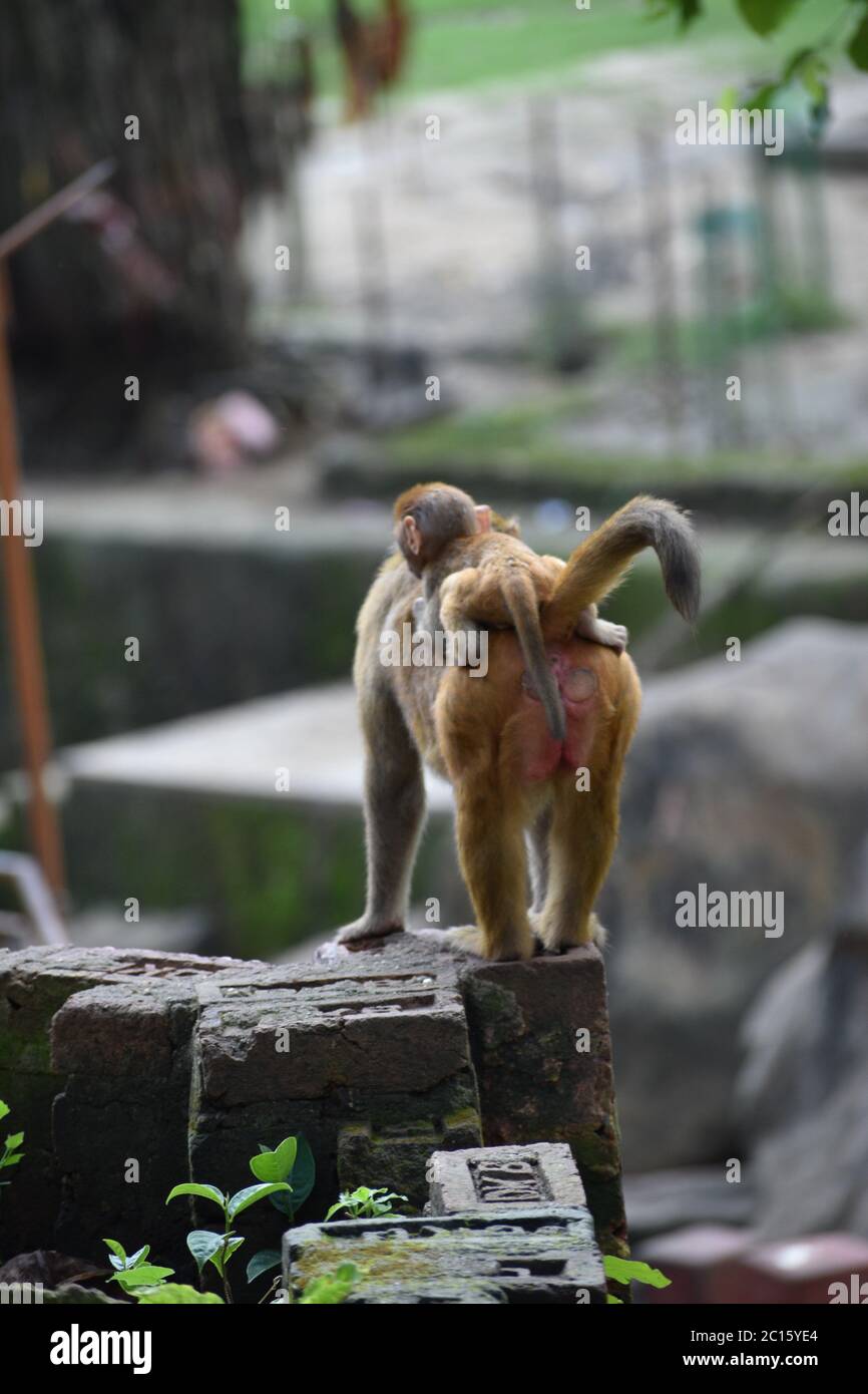 Red back monkey hi-res stock photography and images - Alamy
