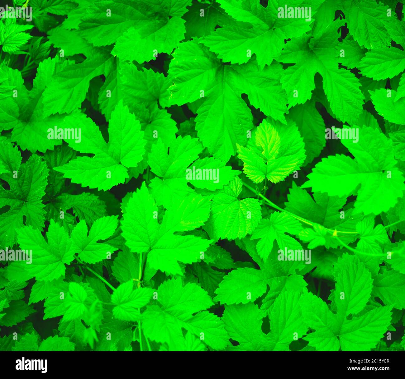 green plant texture. best background for design Stock Photo - Alamy