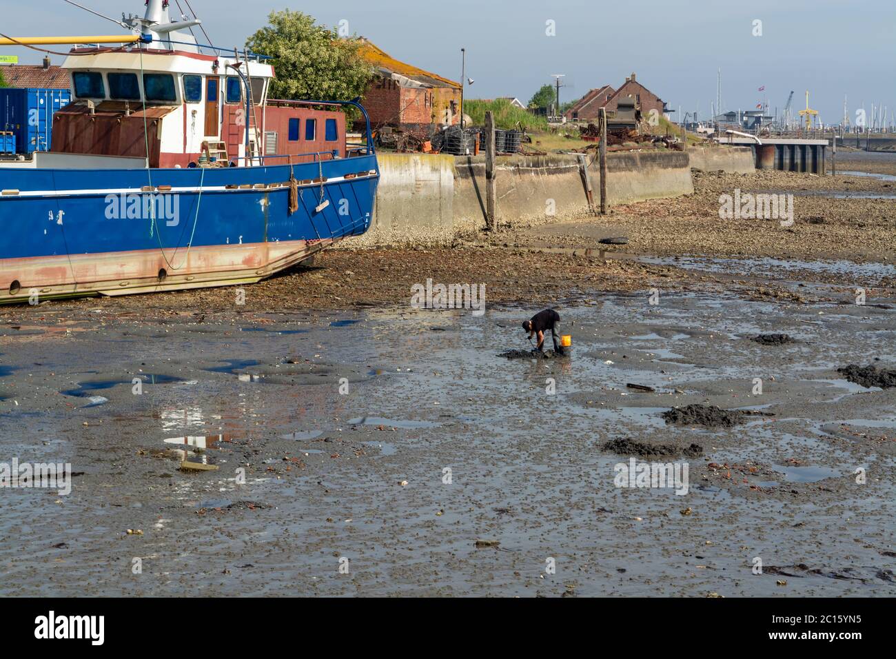 People dig lugworms or sandworms for fishing during low tide in Yerseke ...