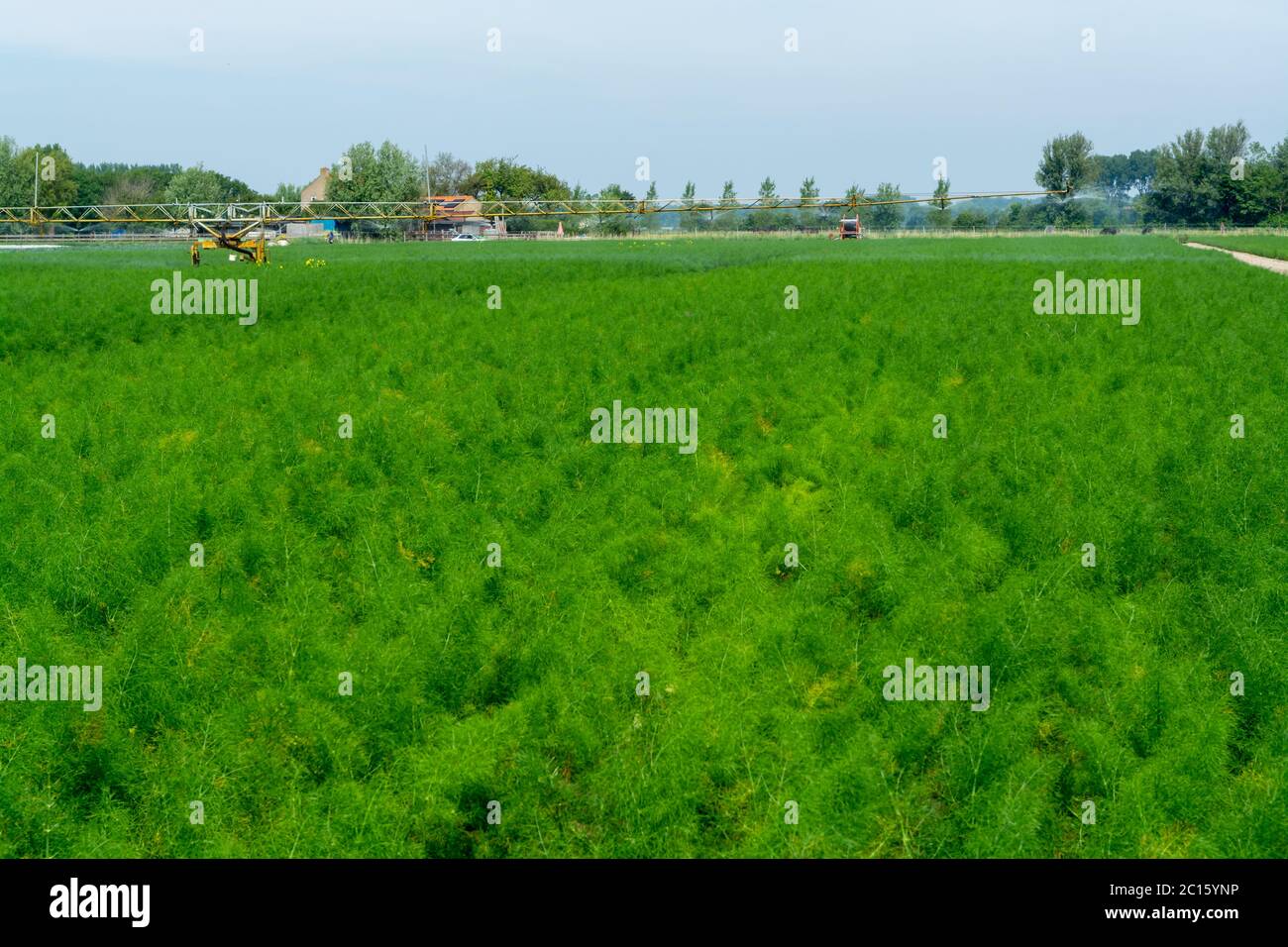 Farm field with growing green annual Florence fennel bulbing plants ...