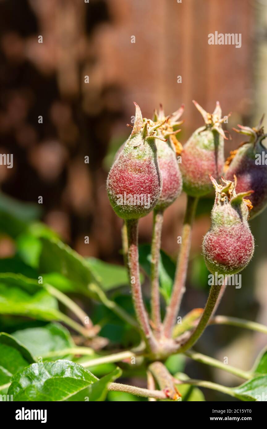 Apple fruit development stages, mini apples growing on tree in spring ...