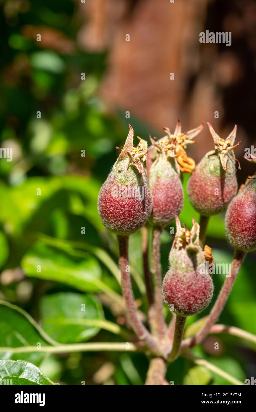 Apple fruit development stages, mini apples growing on tree in spring ...