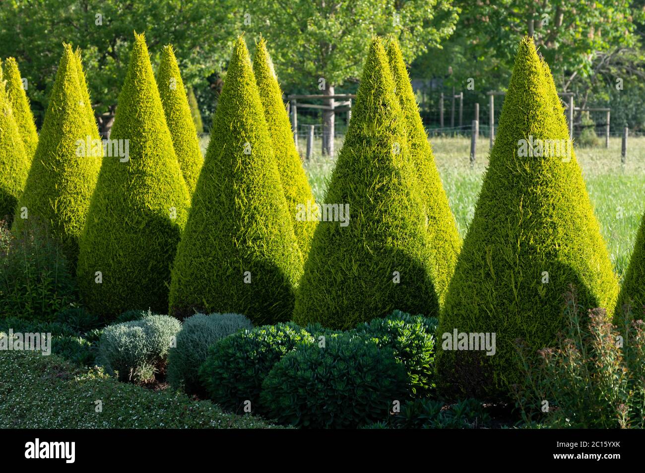 Tuia trees hi-res stock photography and images - Alamy