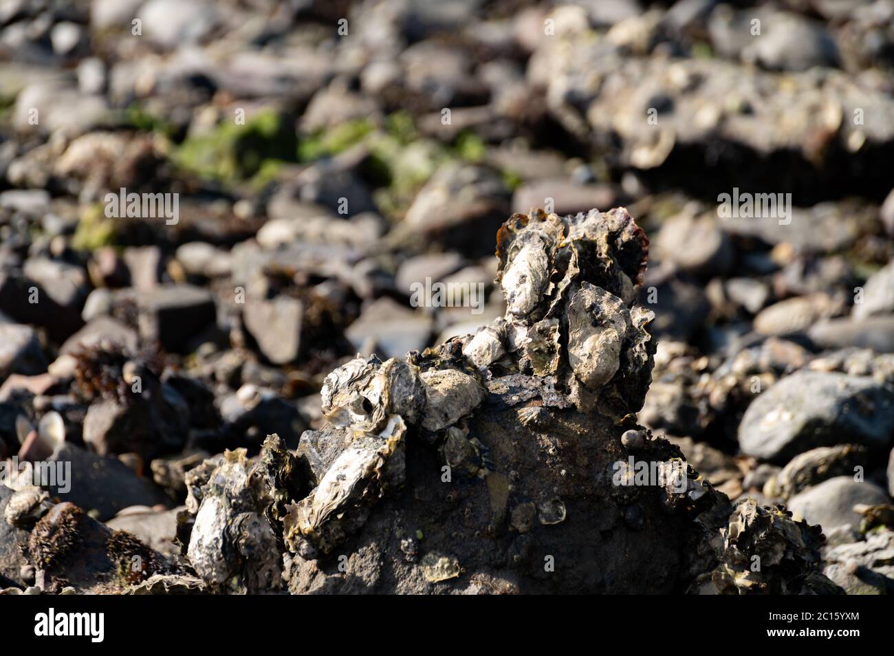 Seasonal harvesting of wild oysters shellfish on sea shore during low ...