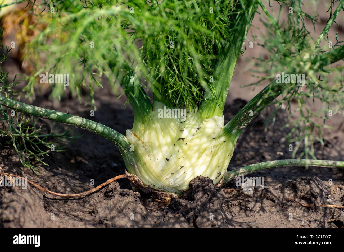 Farm field with growing green annual Florence fennel bulbing plants ...