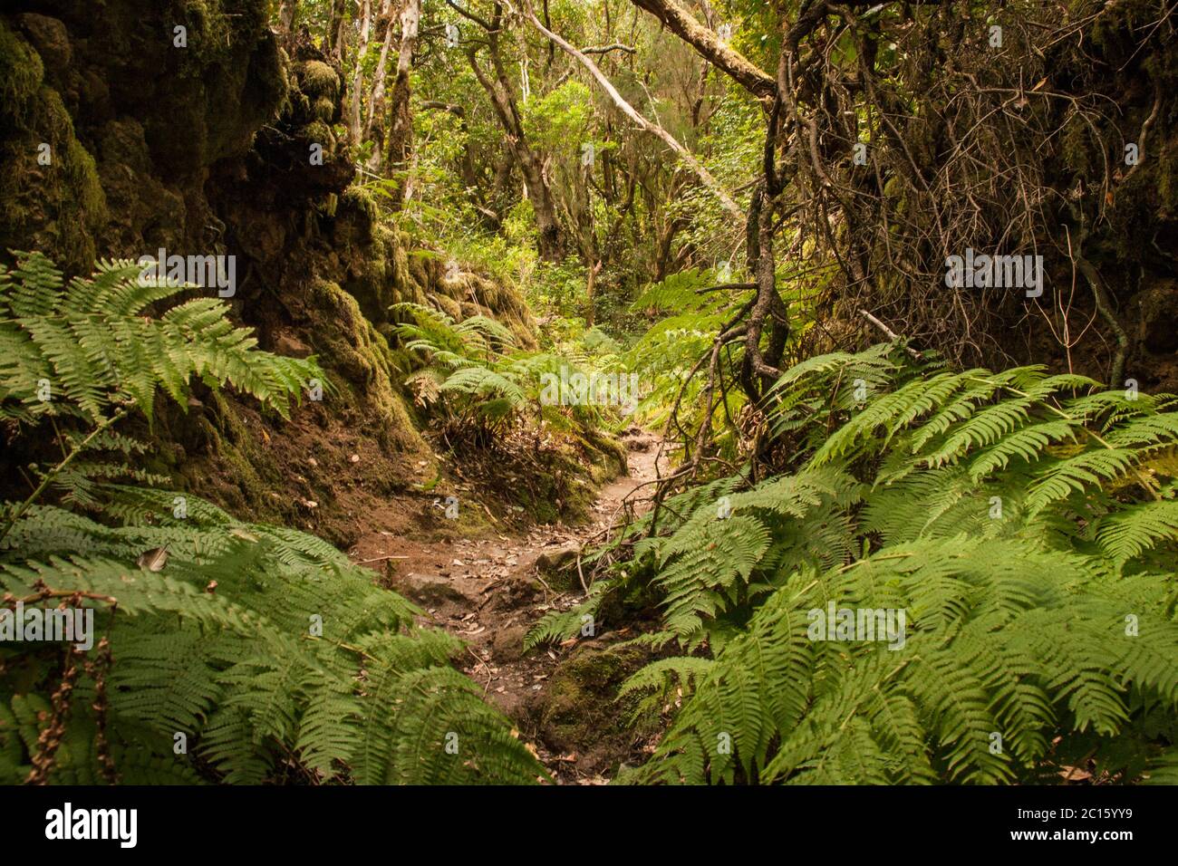 Tenerife anaga national park hi-res stock photography and images - Alamy