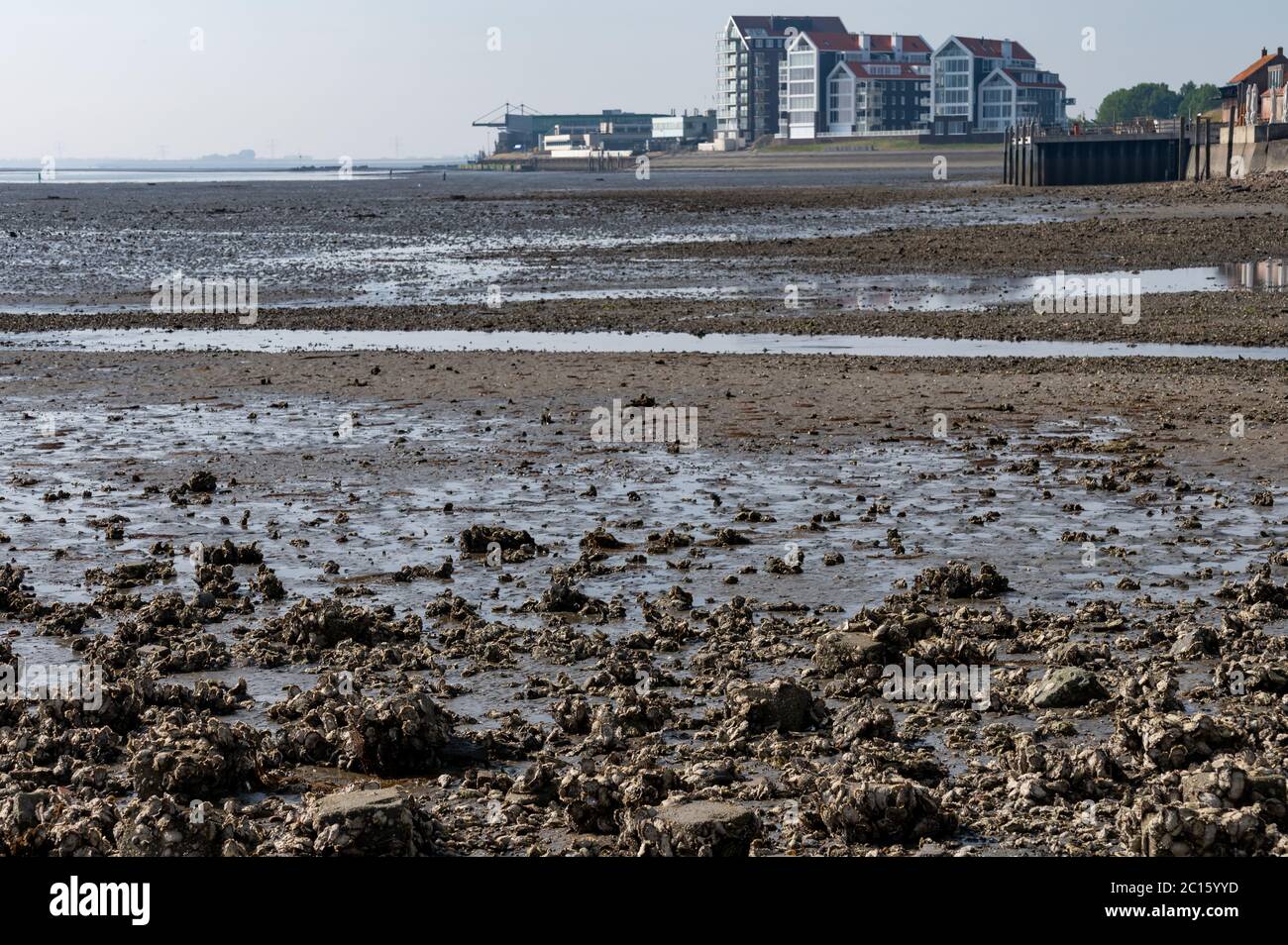 Seasonal harvesting of wild oysters shellfish on sea shore during low ...