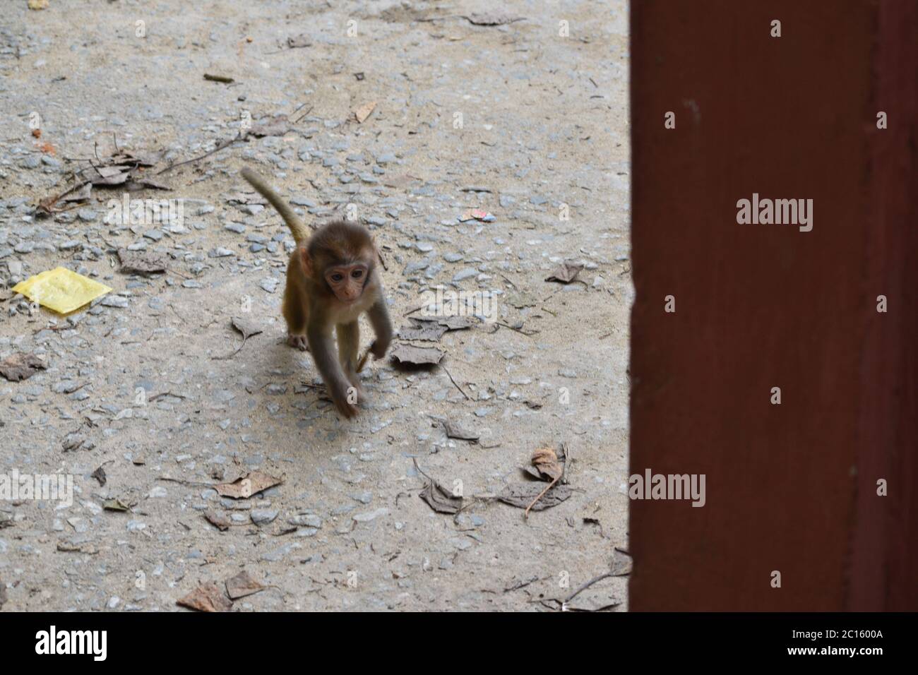 Cute little baby monkey running Stock Photo - Alamy