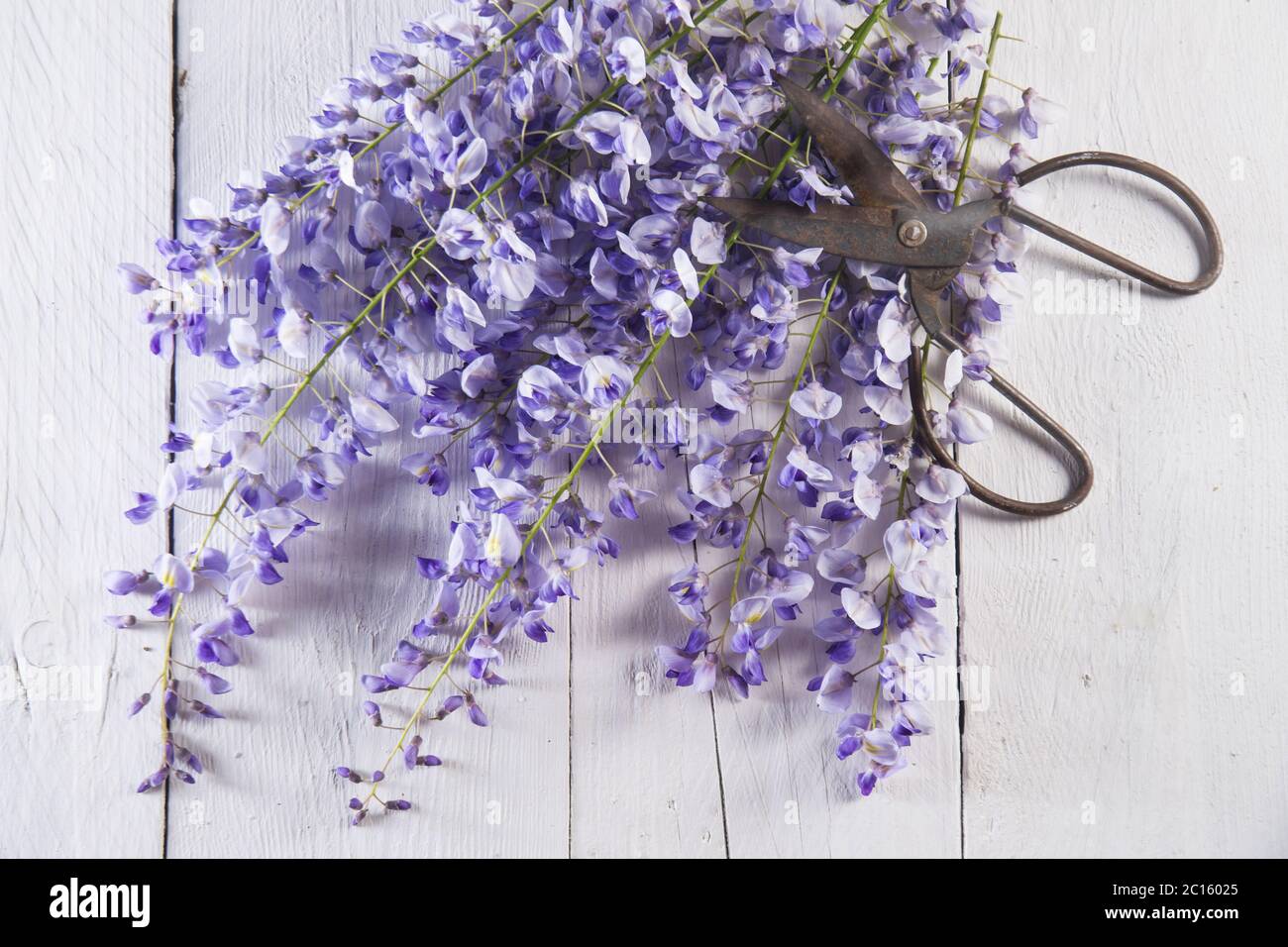 The colors of wisteria Stock Photo - Alamy