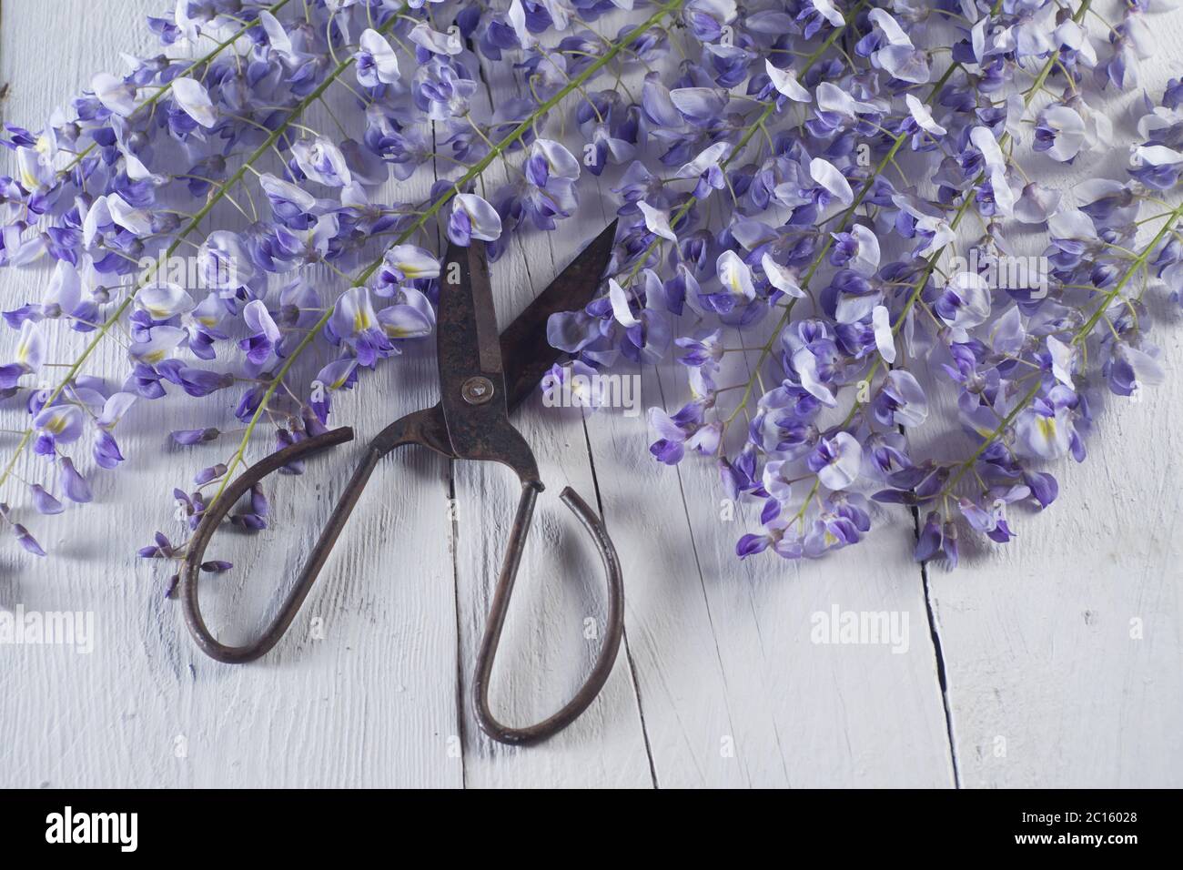 The colors of wisteria Stock Photo - Alamy