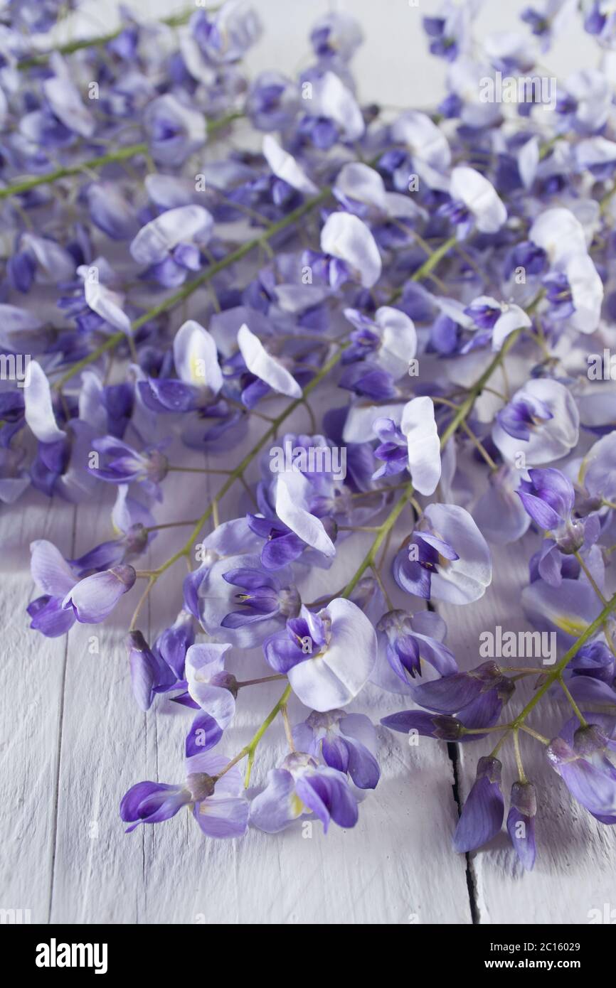 The colors of wisteria Stock Photo - Alamy