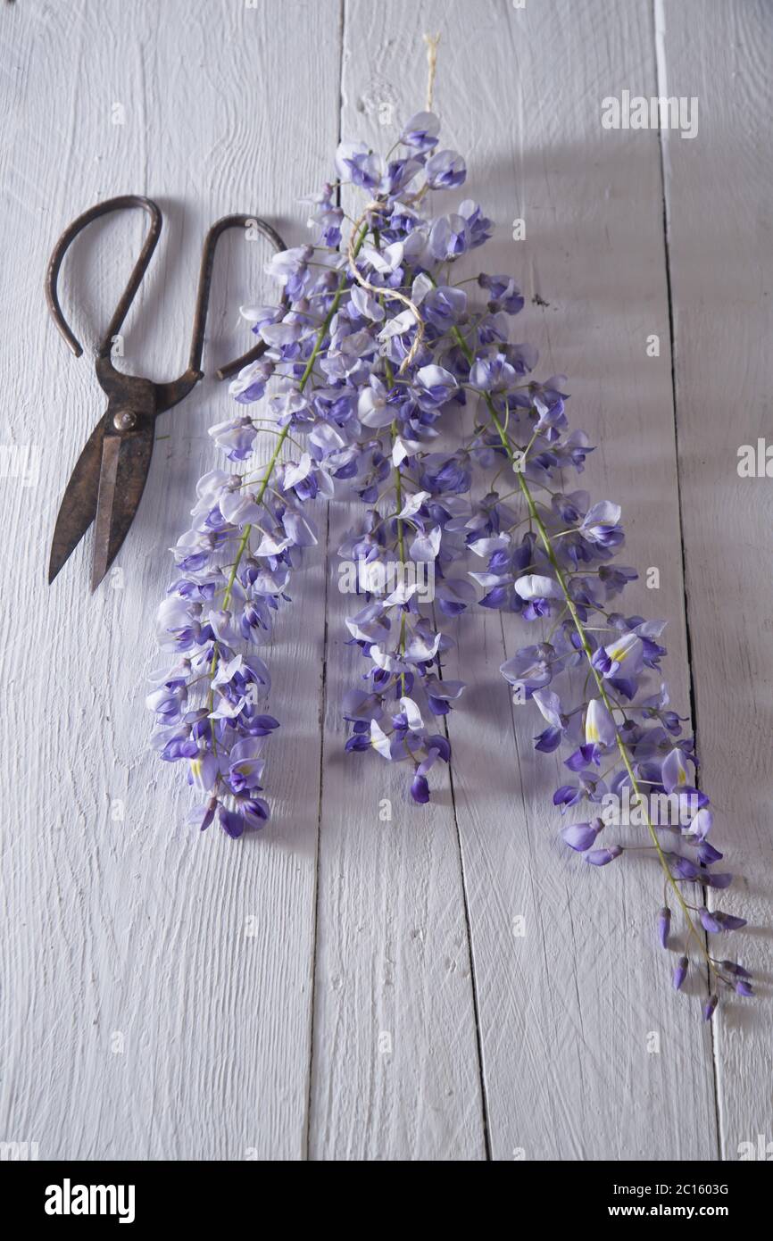 The colors of wisteria Stock Photo - Alamy