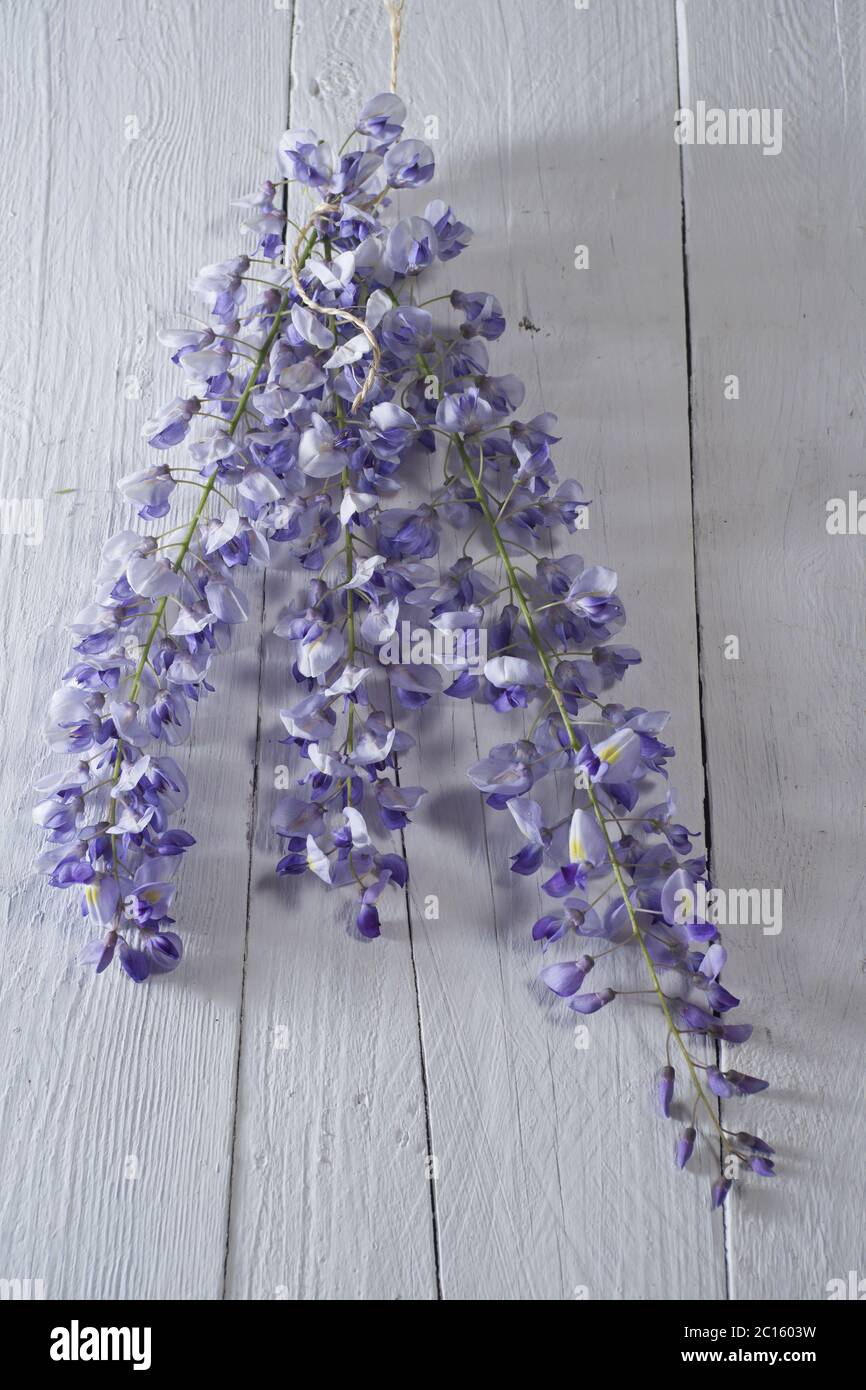 The colors of wisteria Stock Photo - Alamy