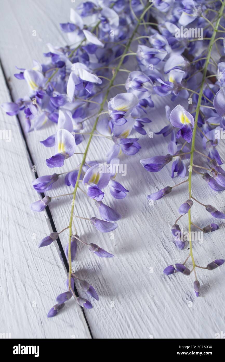 The colors of wisteria Stock Photo - Alamy