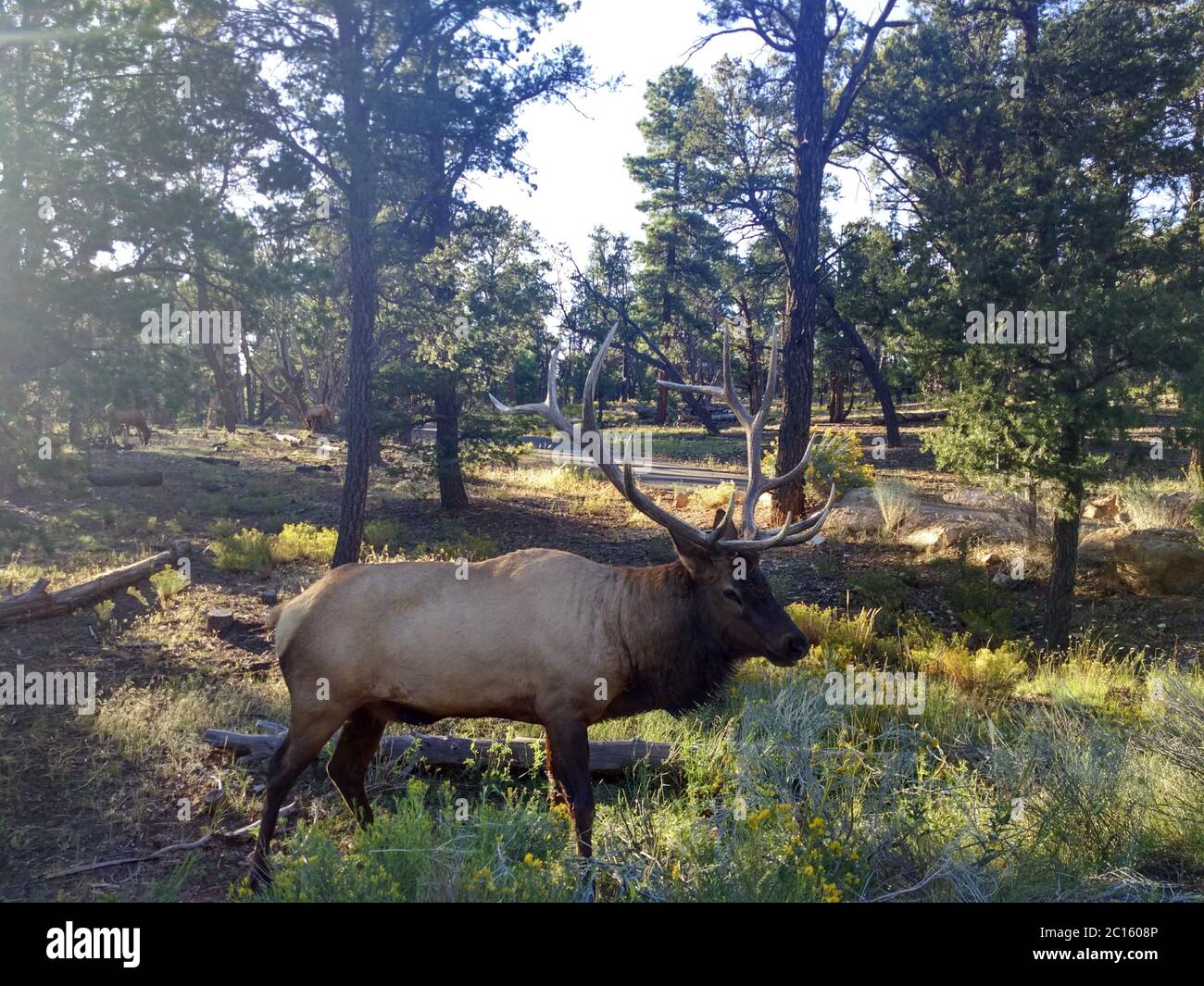Elk at the camp of the Grand Canyon at sunset, South Rim Stock Photo ...