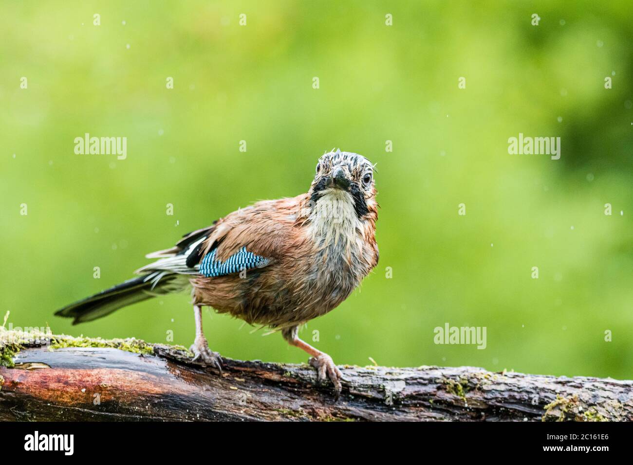 European corvids hi-res stock photography and images - Alamy
