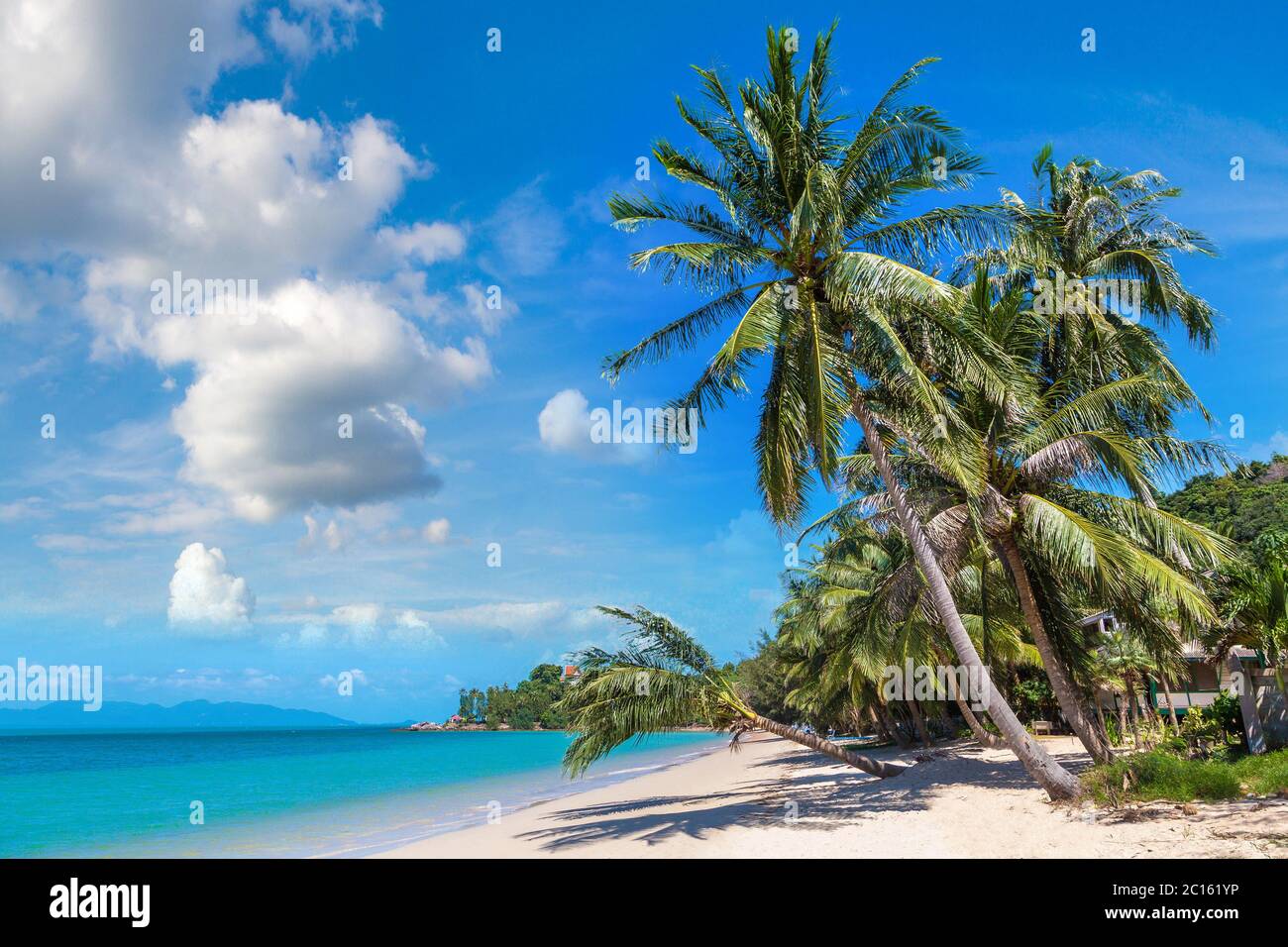 Tropical beach with palm trees on Koh Samui island, Thailand in a ...