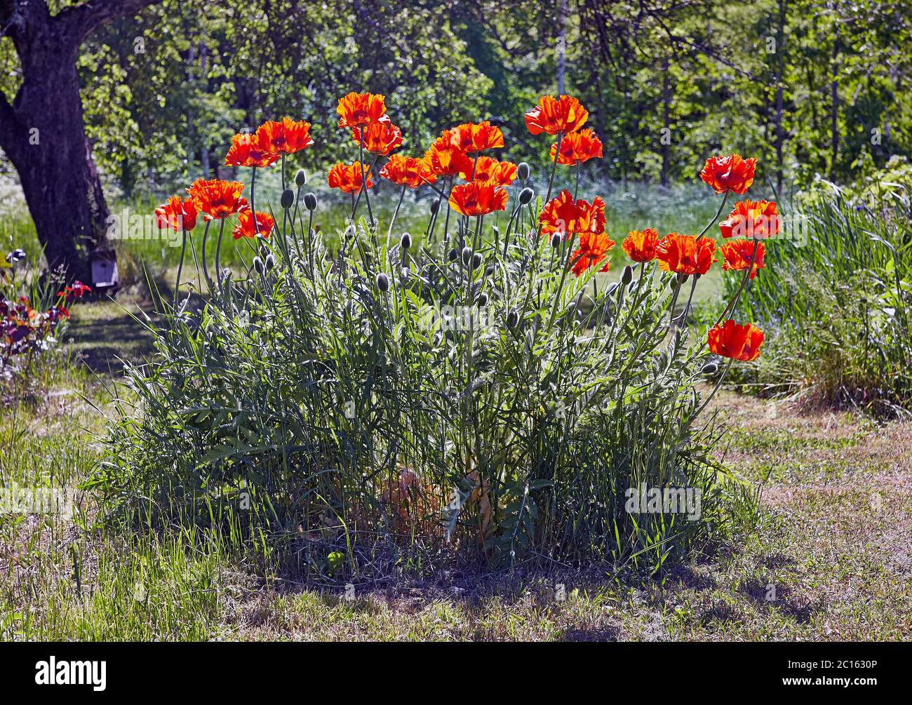 Flowering red orange Poppy blossom in a swedish garden Stock Photo - Alamy