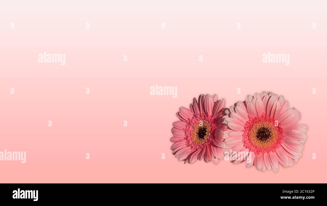 Double gerbera hi-res stock photography and images - Alamy