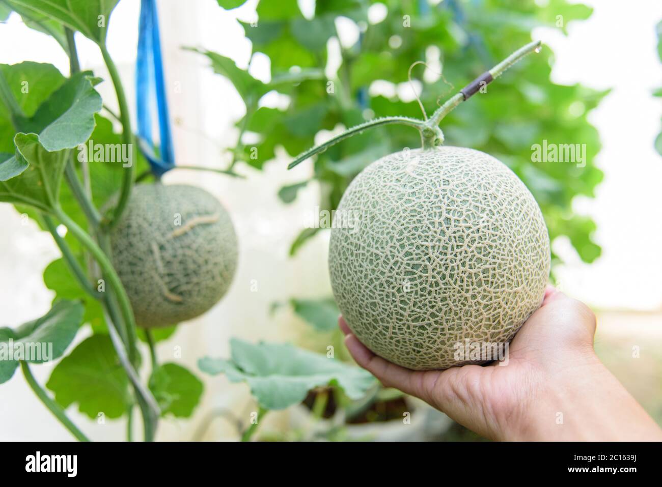 Fresh melon in greenhouse Stock Photo - Alamy