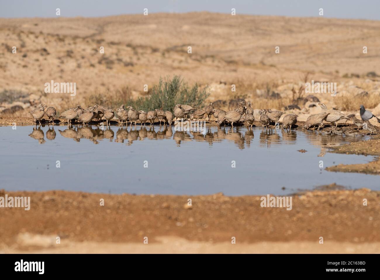 sand partridge (Ammoperdix heyi Stock Photo - Alamy