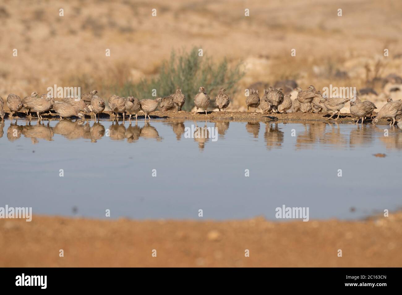 sand partridge (Ammoperdix heyi Stock Photo - Alamy