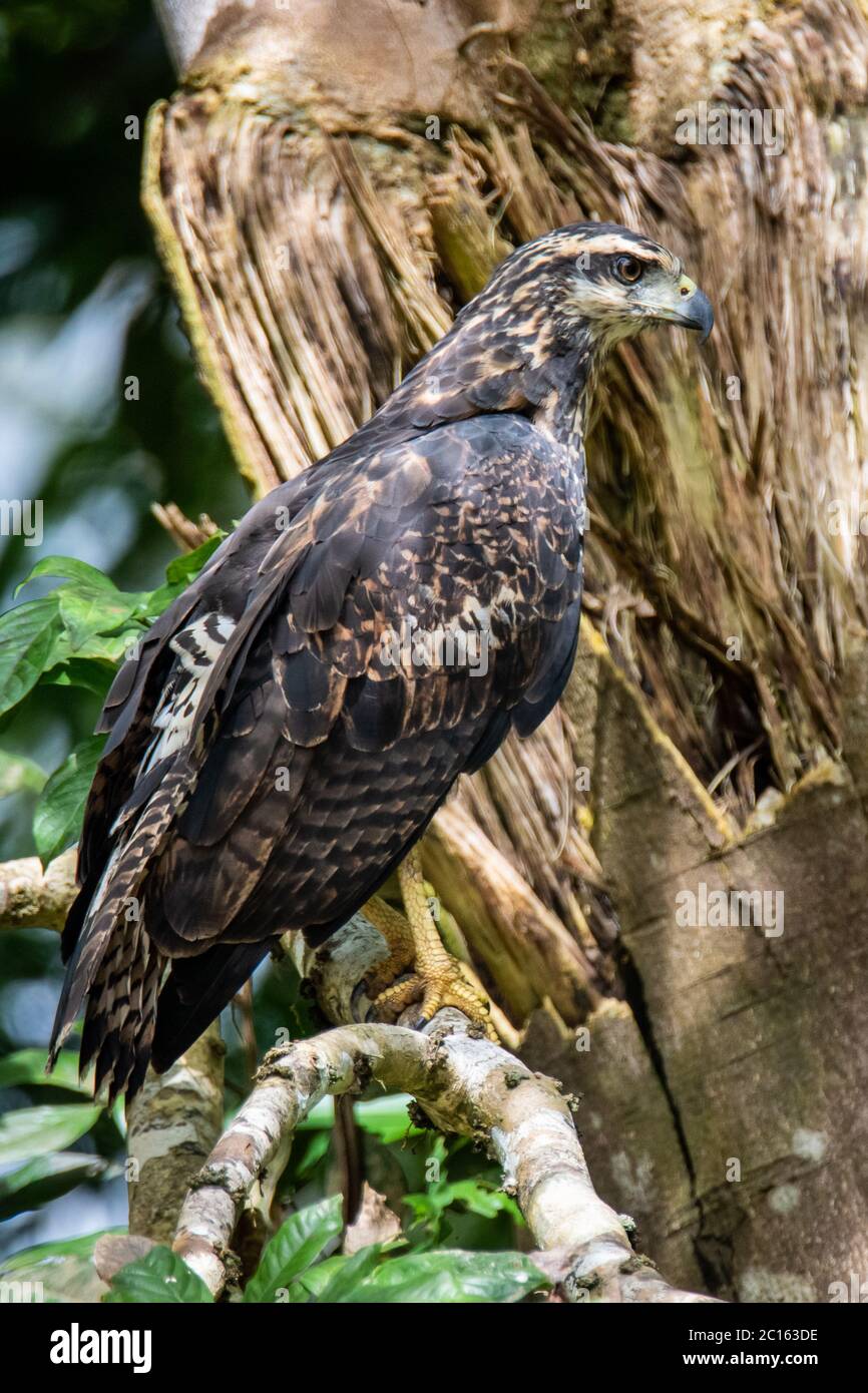 Juvenile Great Black Hawk (Buteogallus urubitinga) in the Peruvian ...