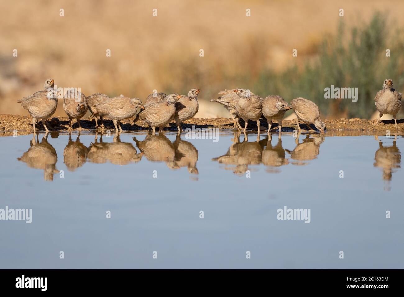 sand partridge (Ammoperdix heyi Stock Photo - Alamy