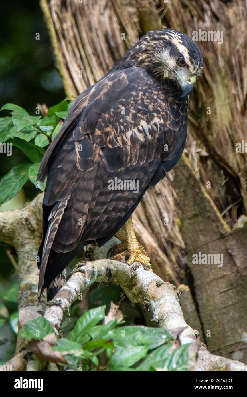 Juvenile Great Black Hawk (Buteogallus urubitinga) in the Peruvian ...