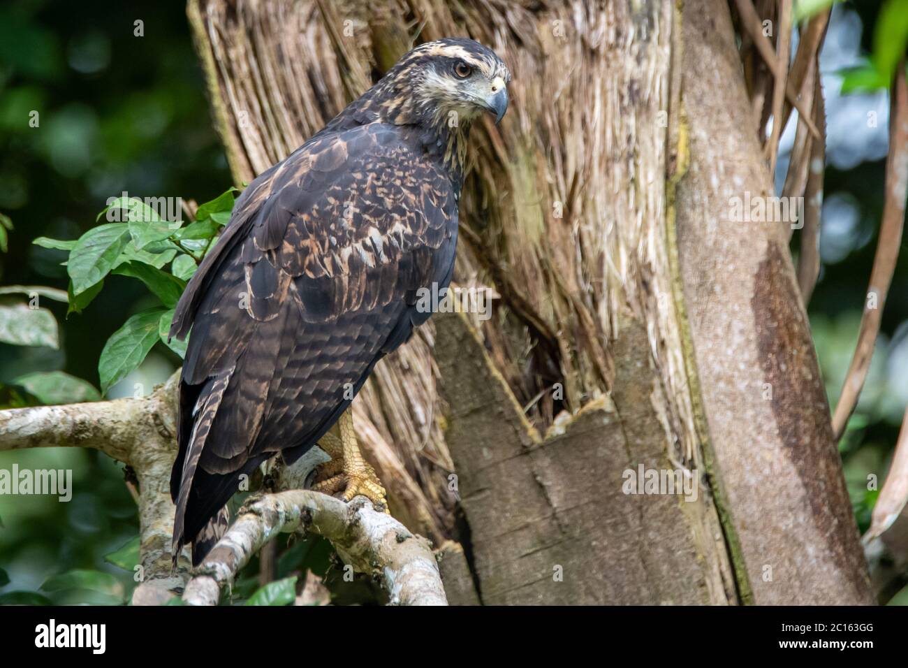Juvenile Great Black Hawk (Buteogallus urubitinga) in the Peruvian ...