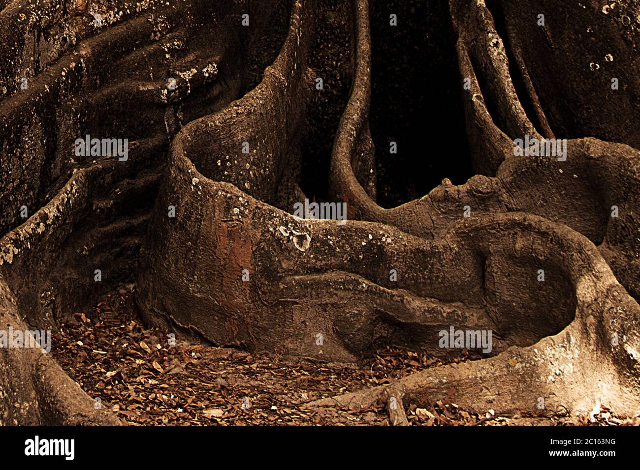 Ceiba tree hi-res stock photography and images - Alamy