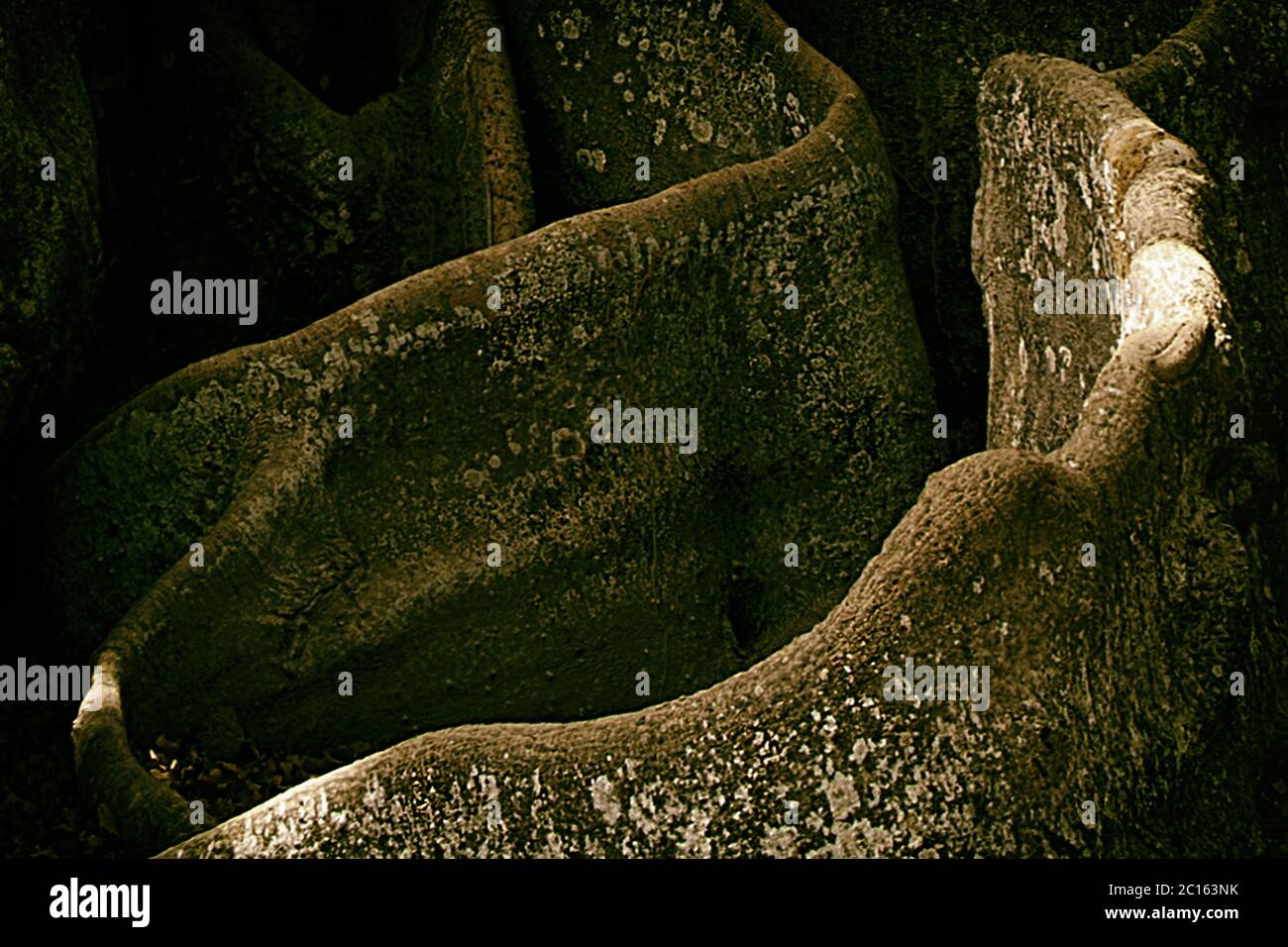 Sinuous plant hi-res stock photography and images - Alamy