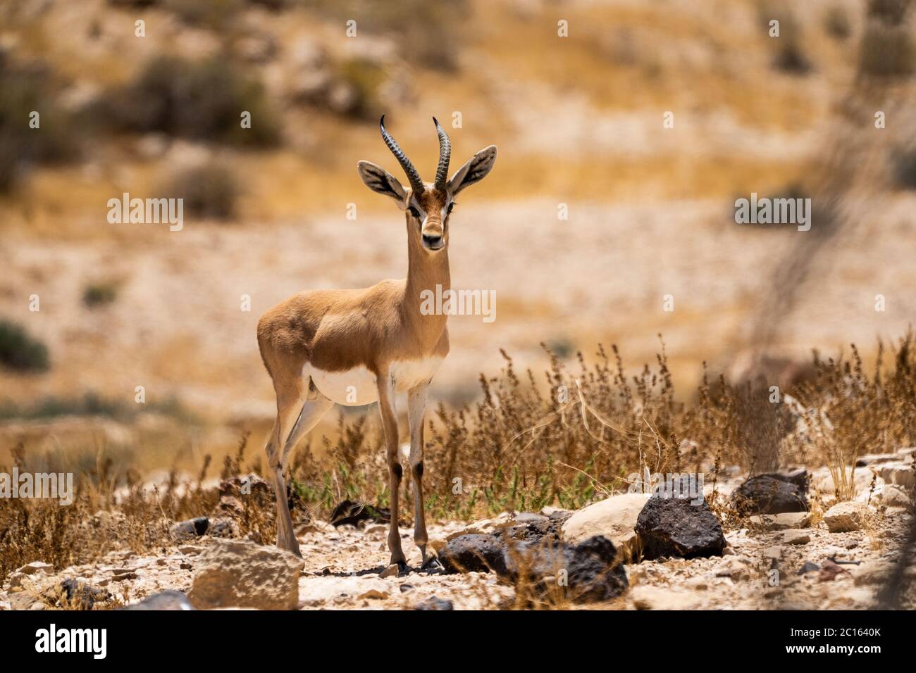 Dorcas gazelle Female and young in the Negev desert (Gazella dorcas ...