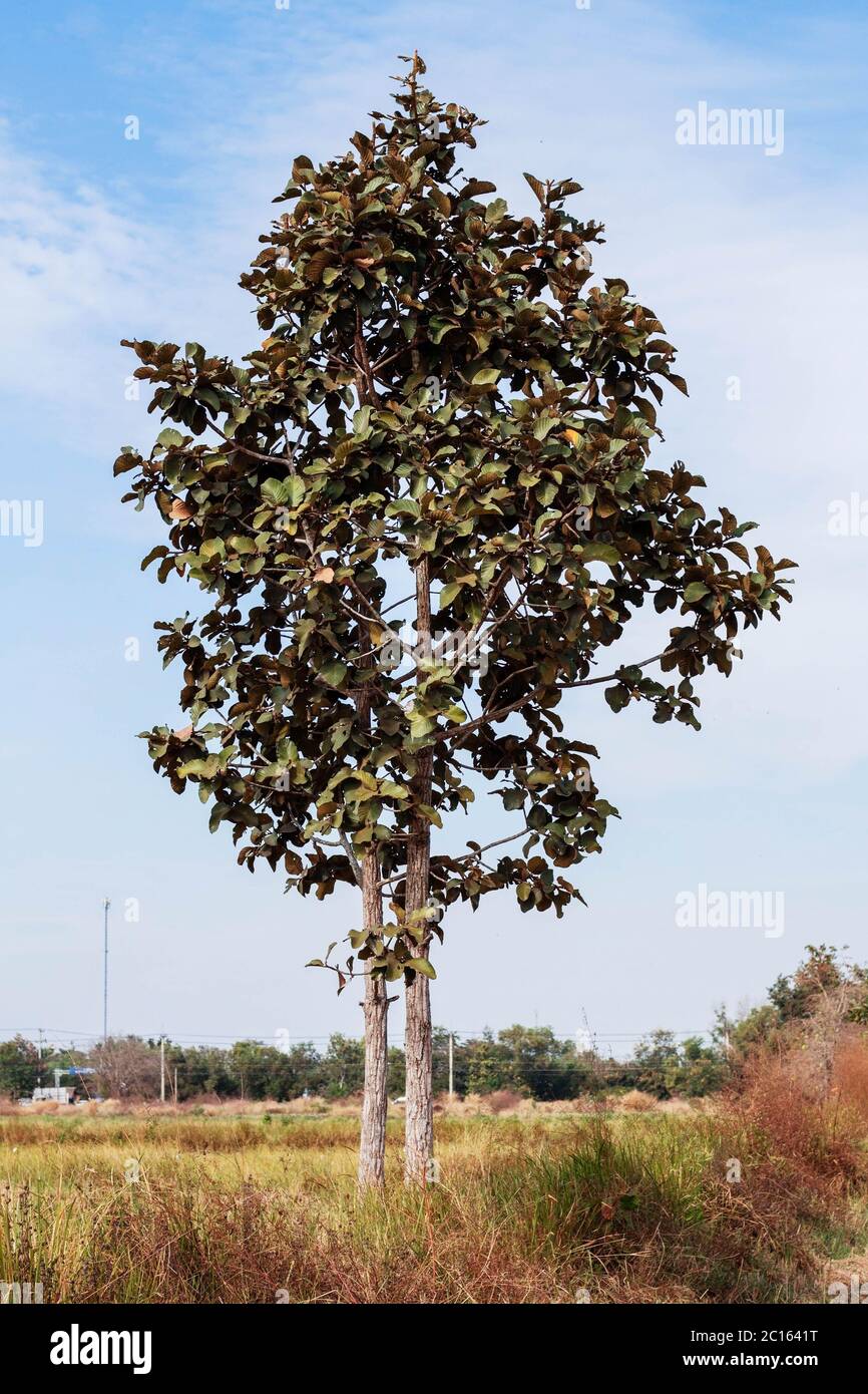 tree of countryside Stock Photo - Alamy