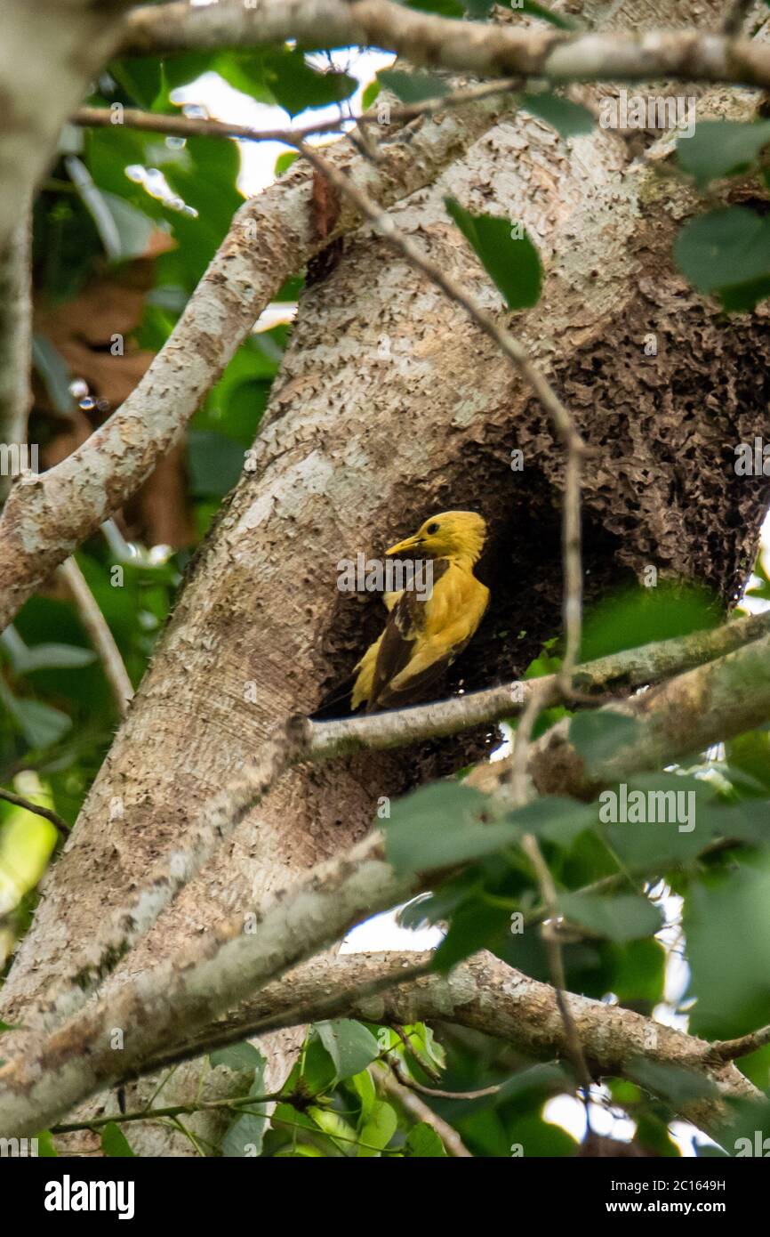 Cream-colored woodpecker (Celeus flavus peruvianus) in the Peruvian ...