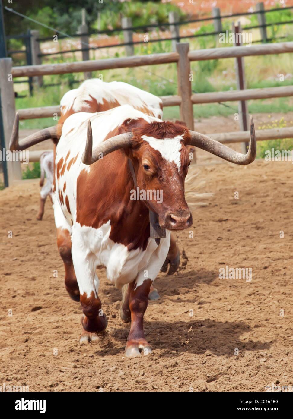 Running cow hi-res stock photography and images - Alamy