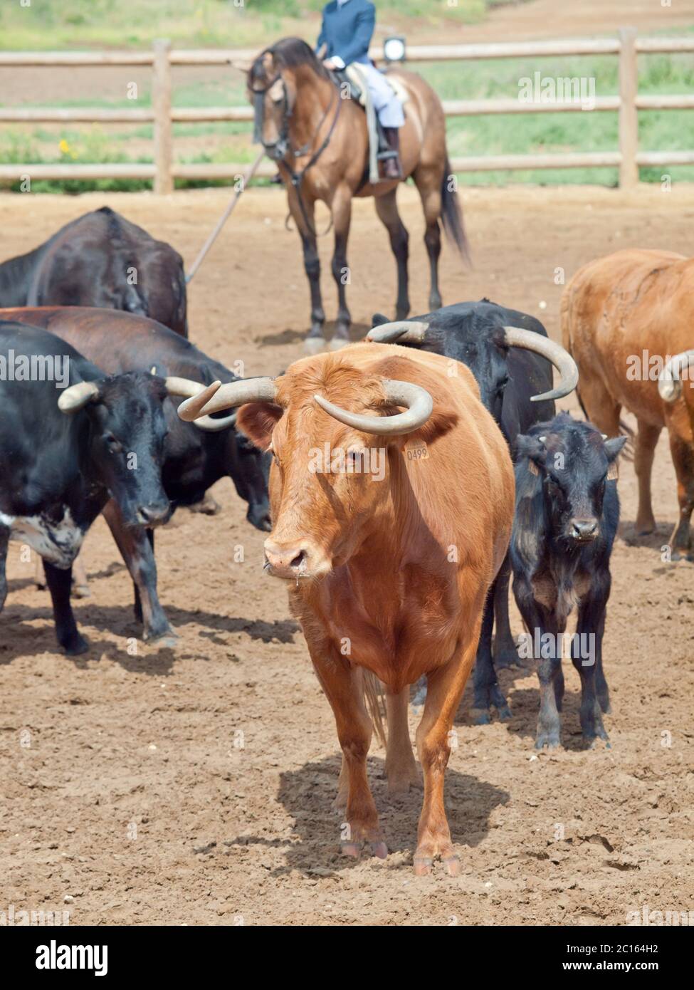 herd of cow with calves. Spain, Andalusia Stock Photo - Alamy