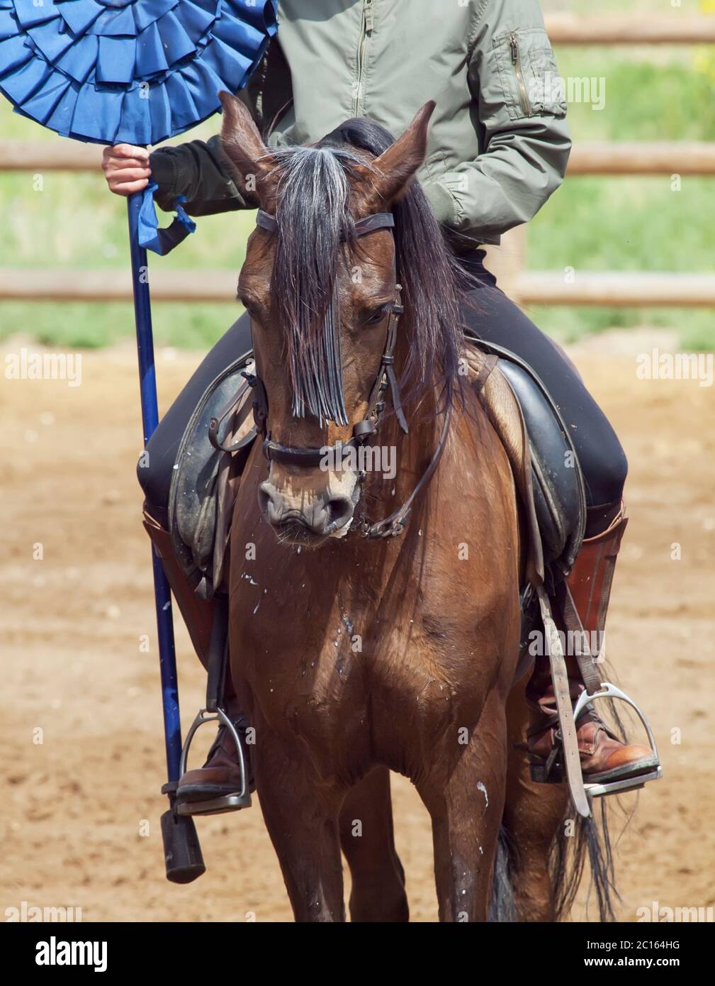 traditional spanish horse Stock Photo - Alamy