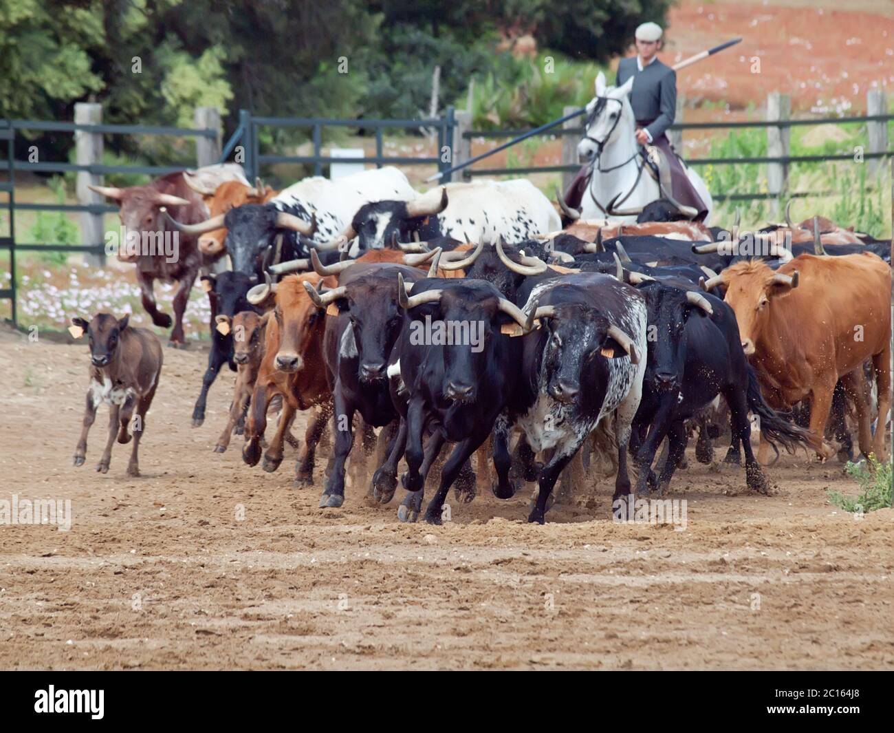 Cowboy at work hi-res stock photography and images - Alamy