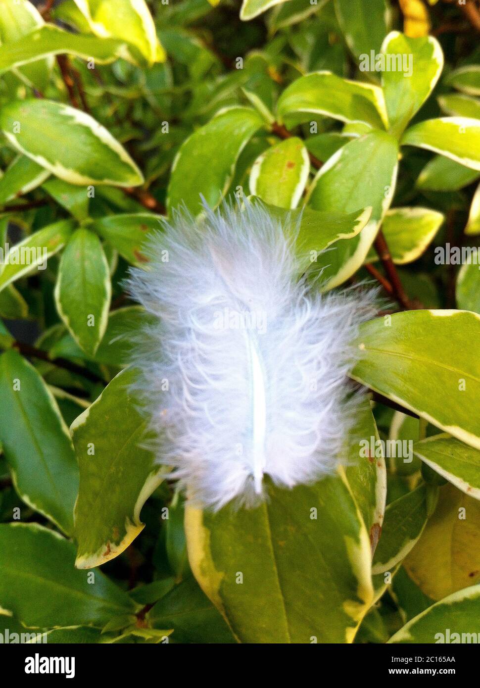 Small feather, Lyon, France Stock Photo - Alamy
