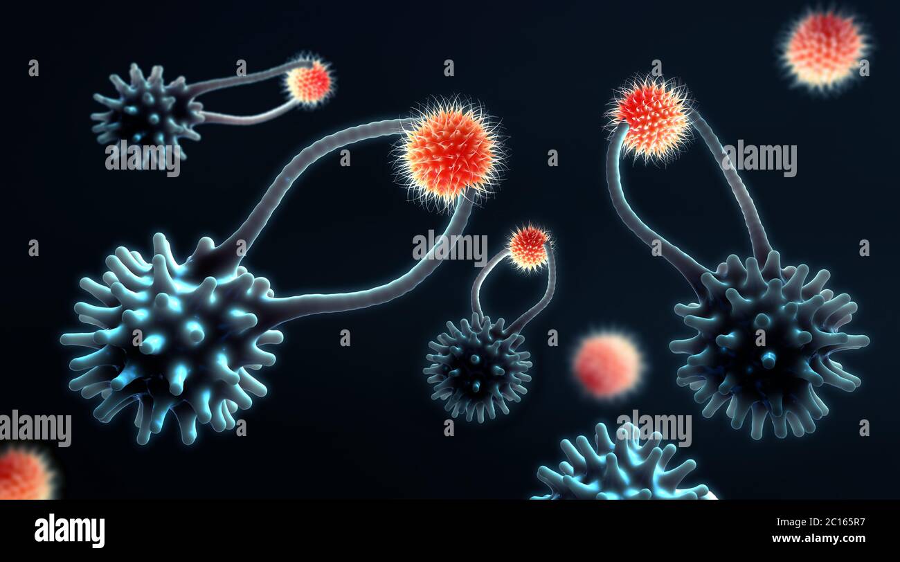 Cytotoxic T Cells Microscope