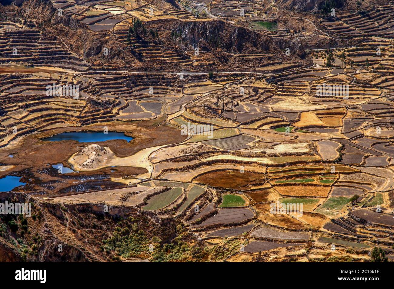 Terrace fields in the Canyon Colca Stock Photo - Alamy