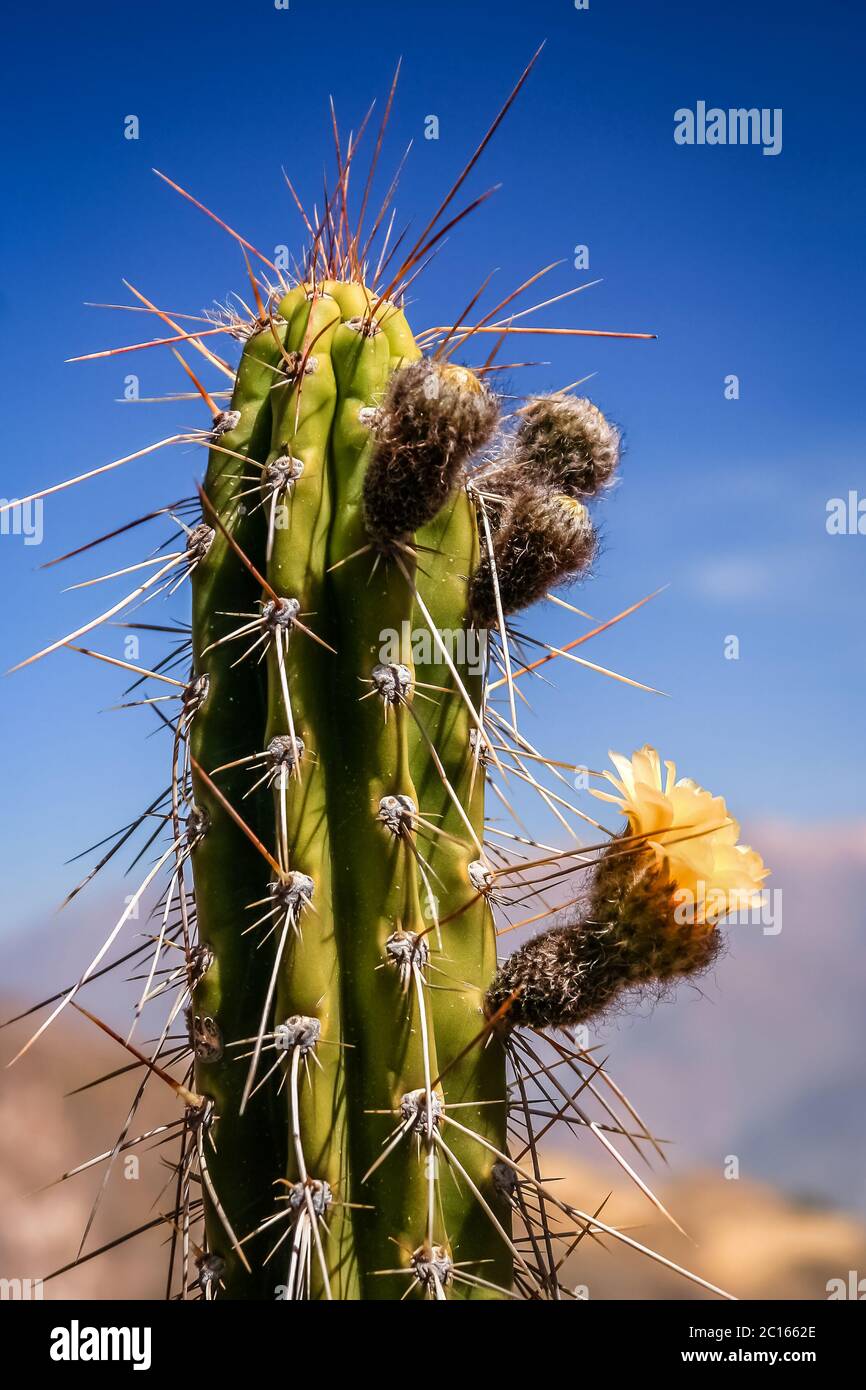 Peruvian cactus hi-res stock photography and images - Alamy